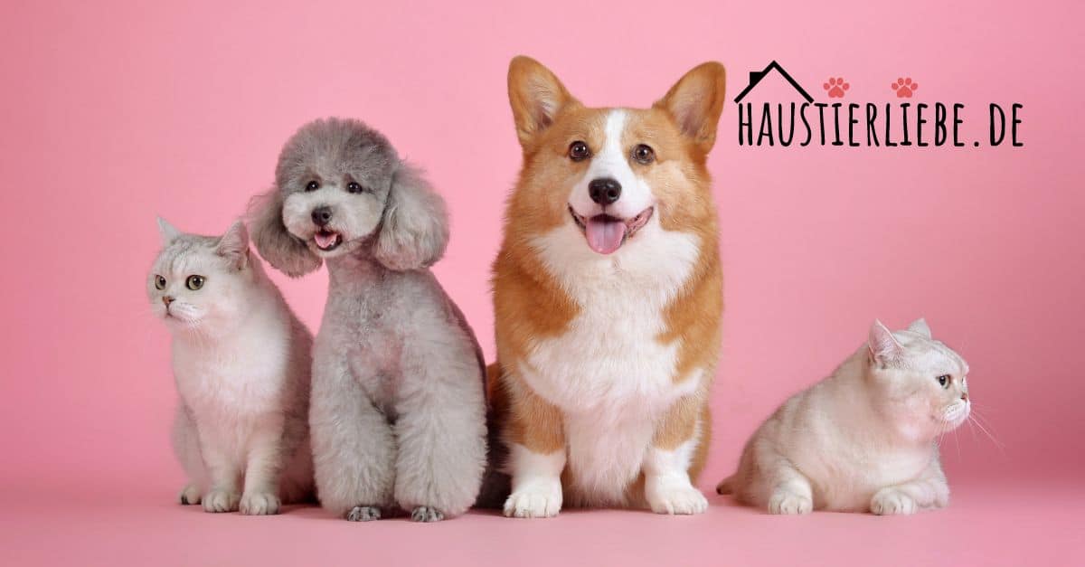 Das Haustier-Magazin auf Haustierliebe.de